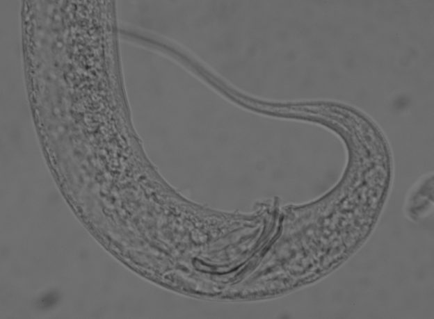 Cyatholaimidae | MeioChile