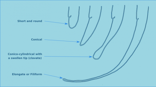 Nematoda | MeioChile